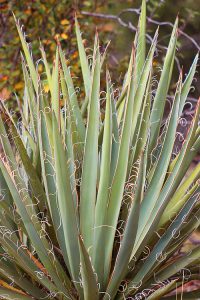 Natural Beauty & Wildlife of Mesa Verde