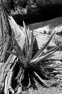 Natural Beauty & Wildlife of Mesa Verde