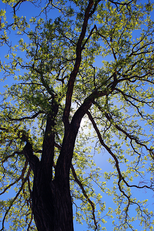 Santacafe, Santa Fe, New Mexico - Southwest Discovered